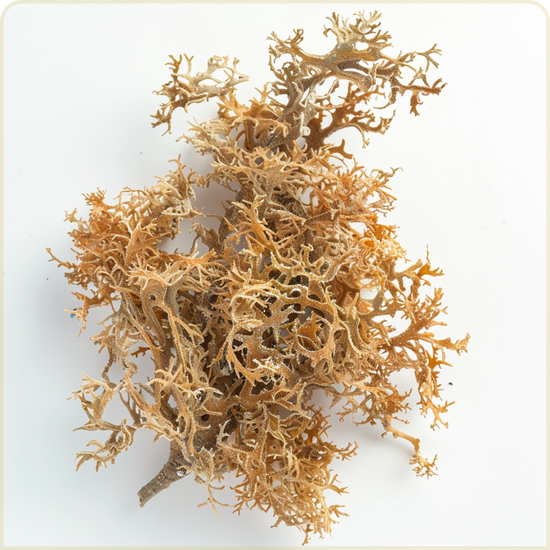 Harmonize Health and Vitality: Sea Moss 16-in-1 Magic Moss Super Blend ...